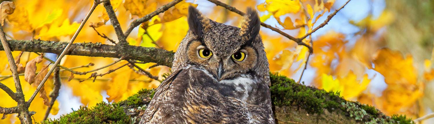 The Nature Trust of British Columbia - AMERICAN FRIENDS